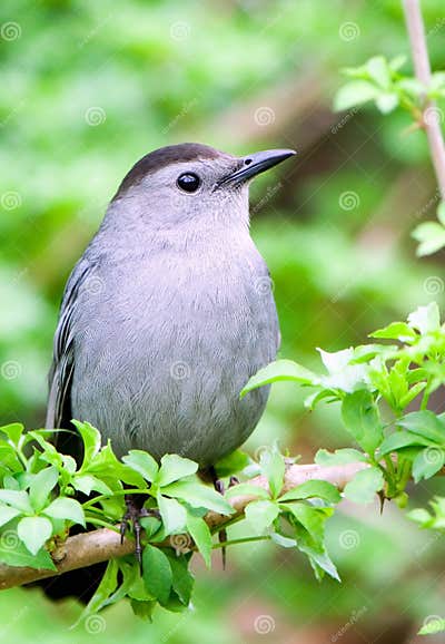 Portrait of catbird stock image. Image of ornithology - 5773169