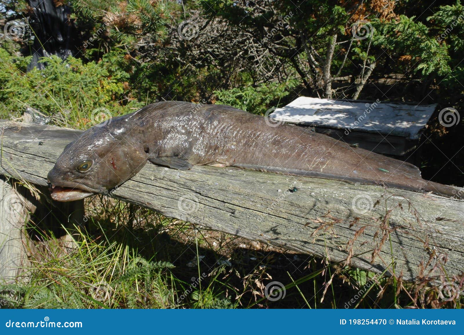 Portrait of a Catfish Caught Stock Photo - Image of fishing, catch ...