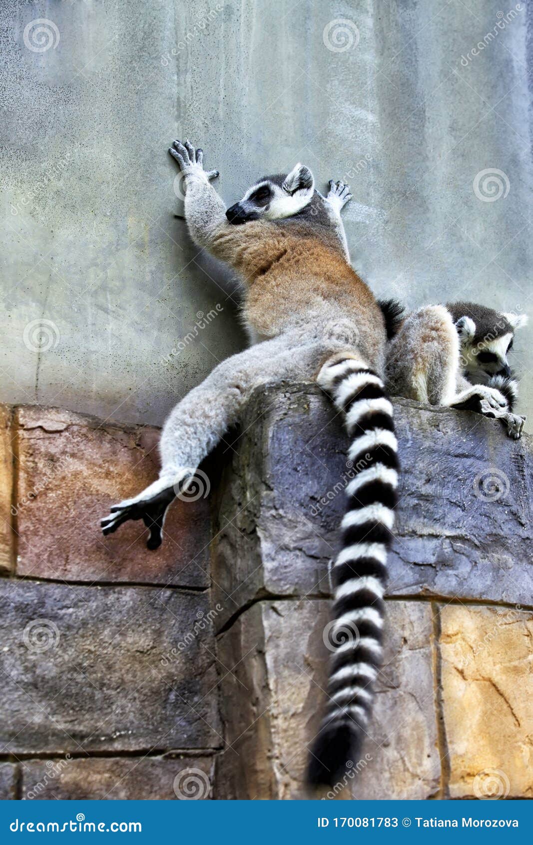 Portrait of a catta lemur stock image. Image of nature - 170081783