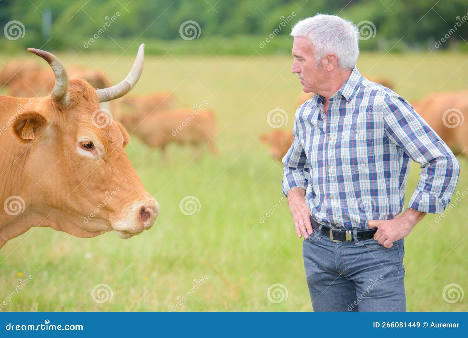 Portrait cattle farming stock image. Image of animal - 266081449