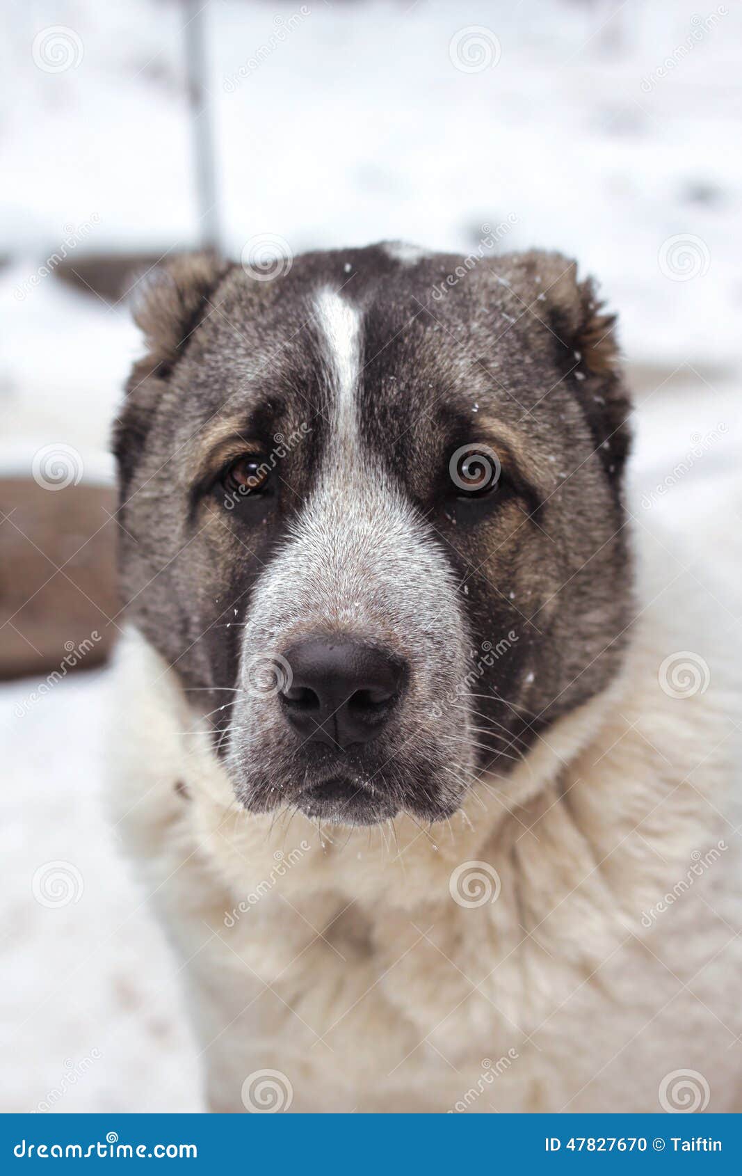 Portrait of Central Asian Shepherd Stock Photo - Image of shepherd ...