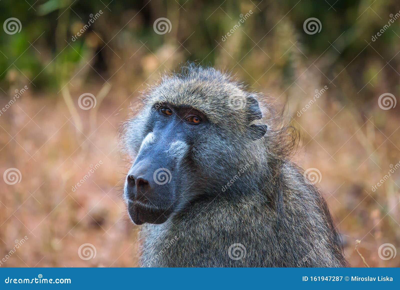 Portrait of a Chacma Baboon Monkey in the Chobe National Park, Botswana ...