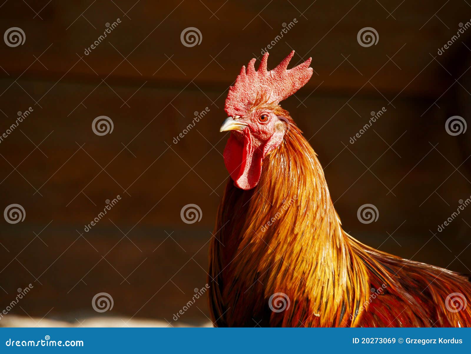 Portrait of chanticleer stock image. Image of animal - 20273069
