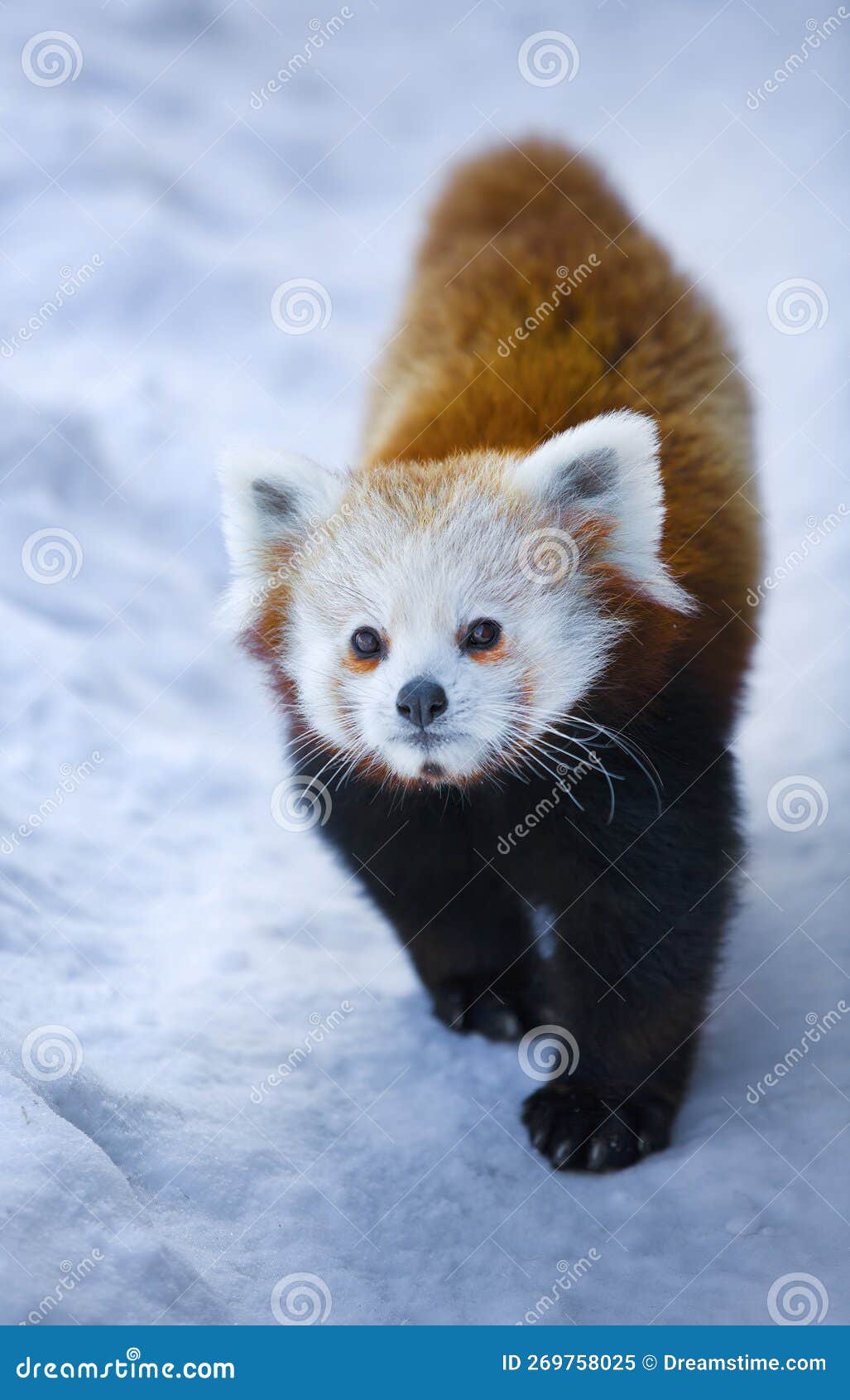 Portrait of a Red Panda Looking at the Photographer Stock Image - Image ...