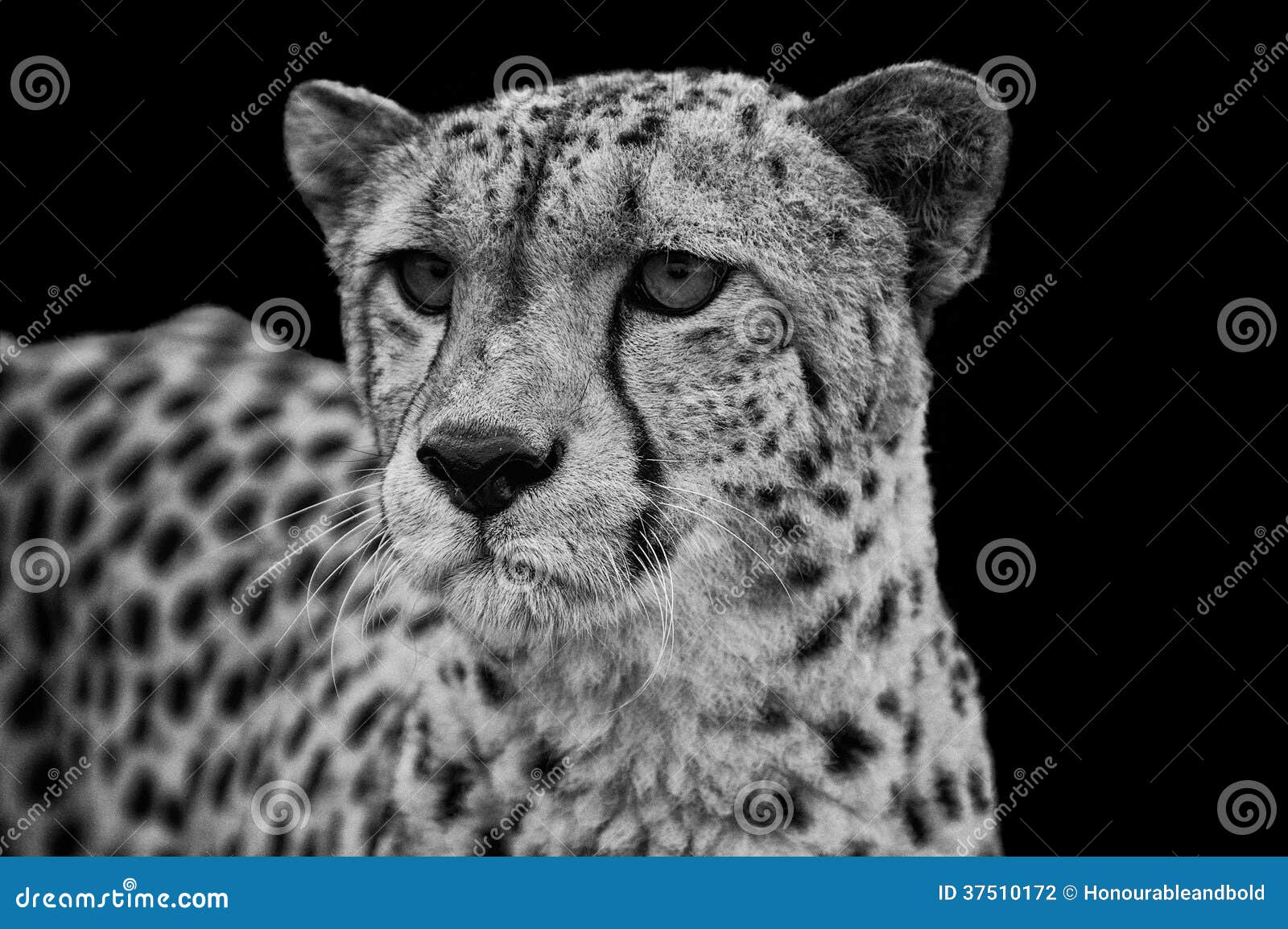 Portrait of Cheetah in Black and White Stock Photo - Image of ...