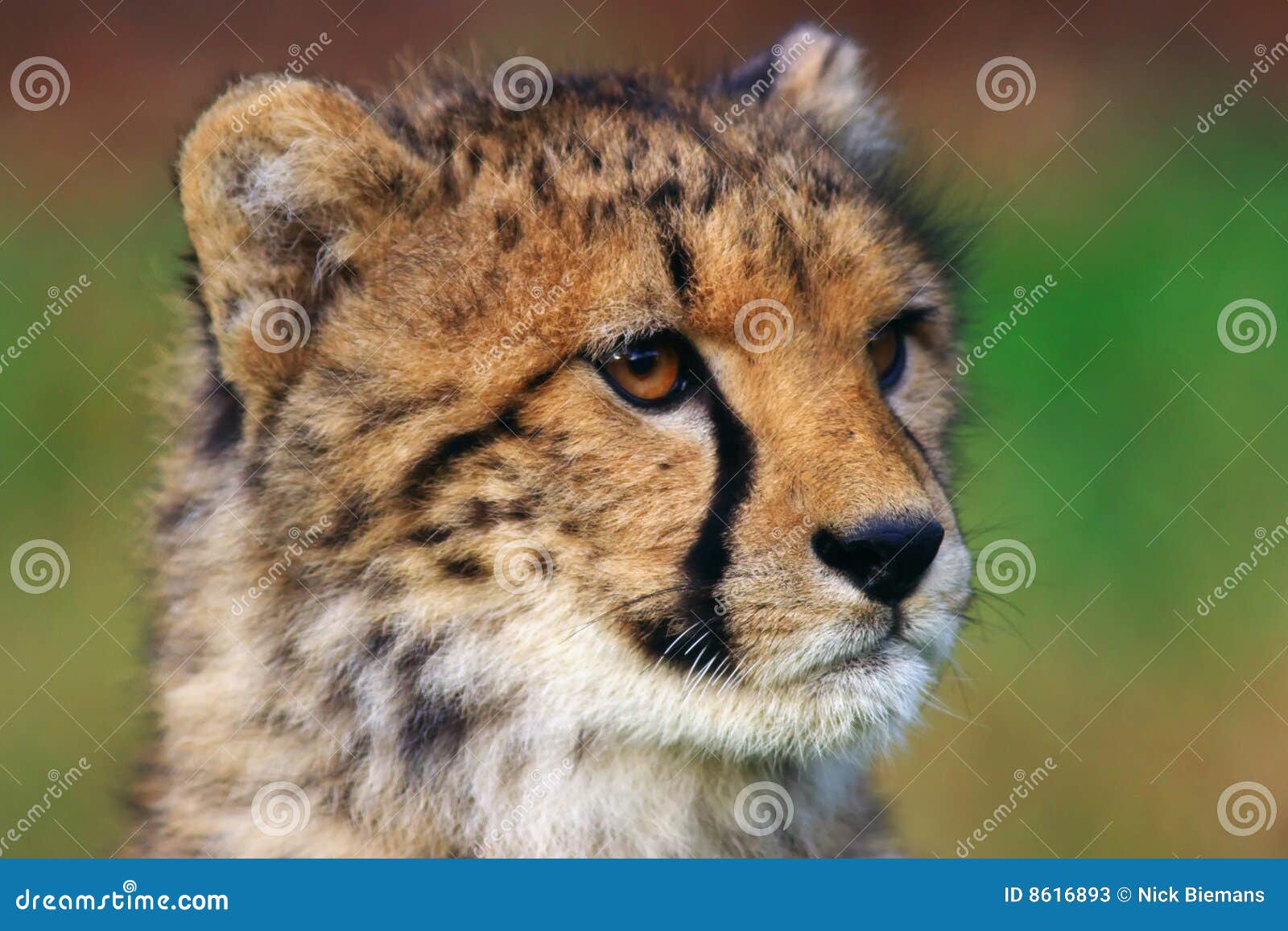 Portrait of cheetah cub stock image. Image of felidae - 8616893
