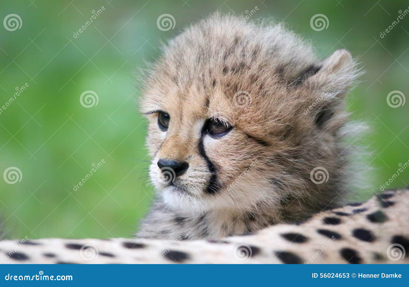 Portrait Cheetah cub stock image. Image of face, cheetah - 56024653