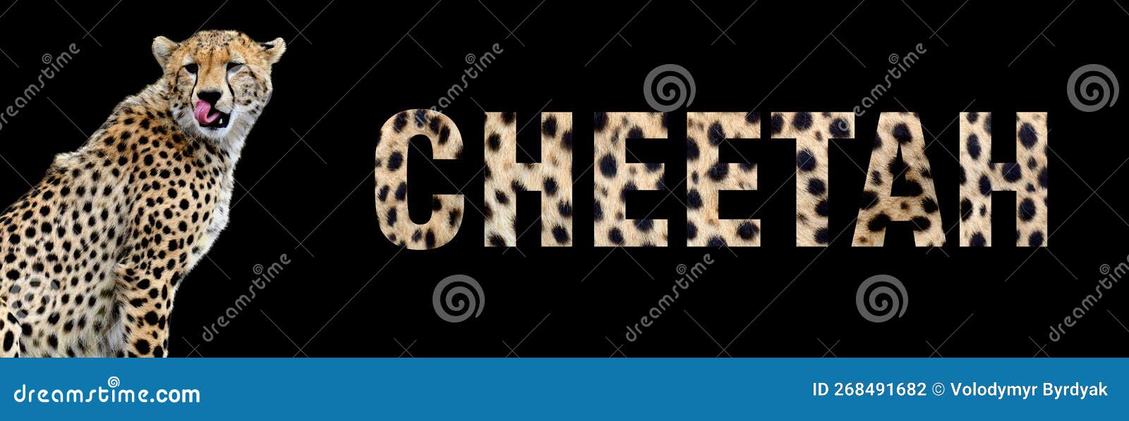 Portrait of Cheetah with a Name on a Dark Background. the Text is from ...