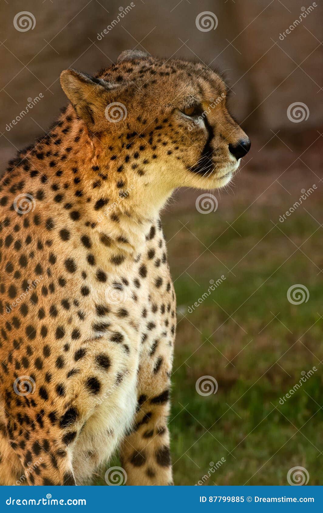 Portrait of cheetah stock image. Image of profile, side - 87799885