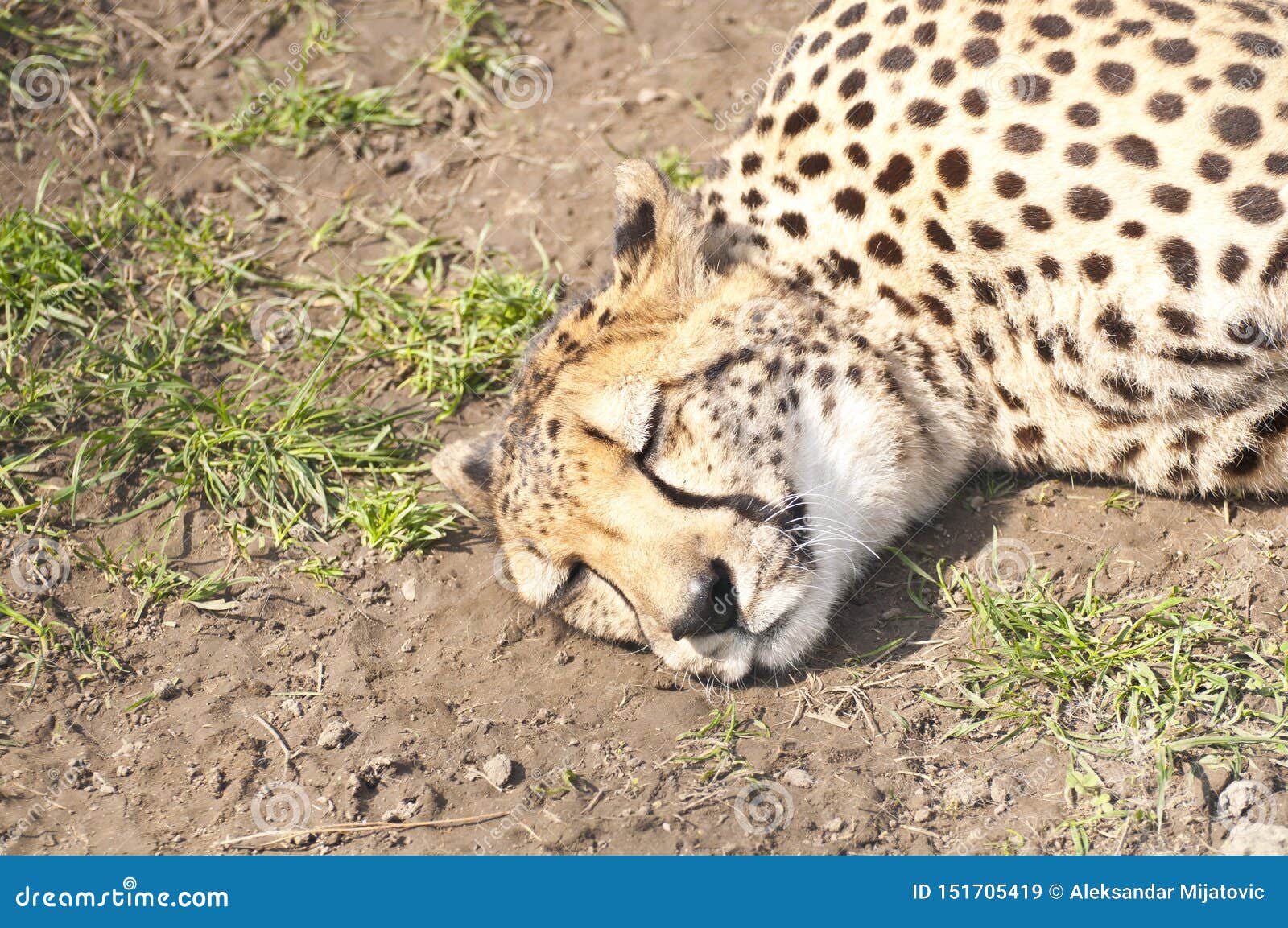 Cheetah Sleeping Under A Tree In The South African Savannah, One Of The ...