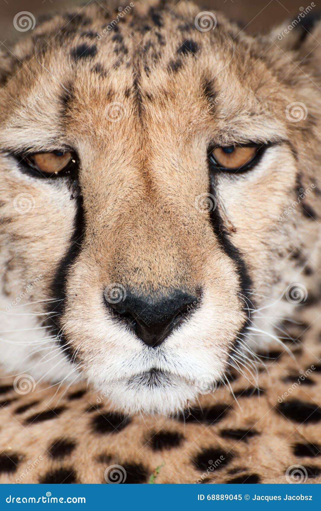 Portrait of a Cheetah stock image. Image of carnivore - 68889045