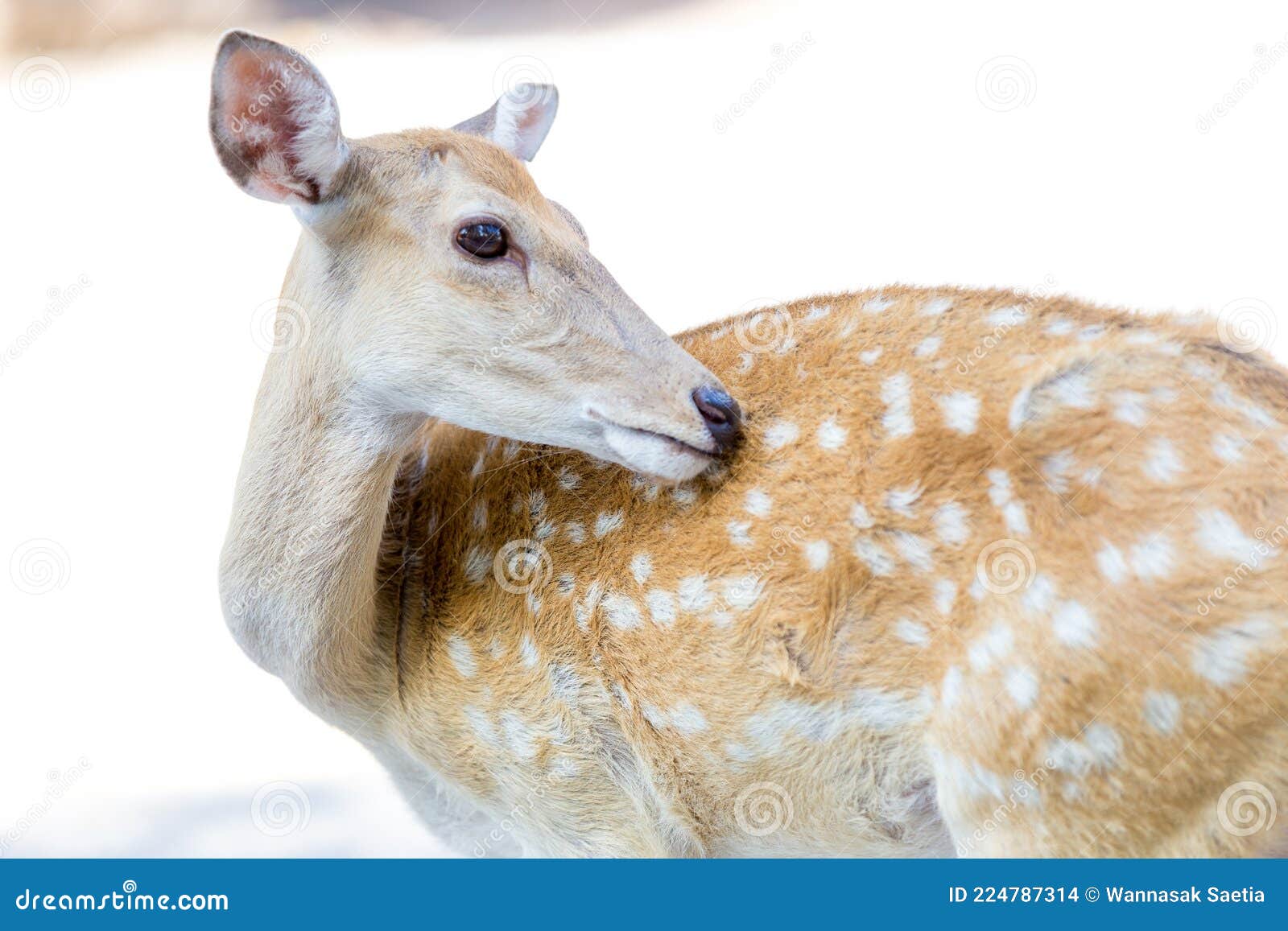 Portrait of Cheetal Spotted Deer Stock Photo - Image of portrait, horn ...