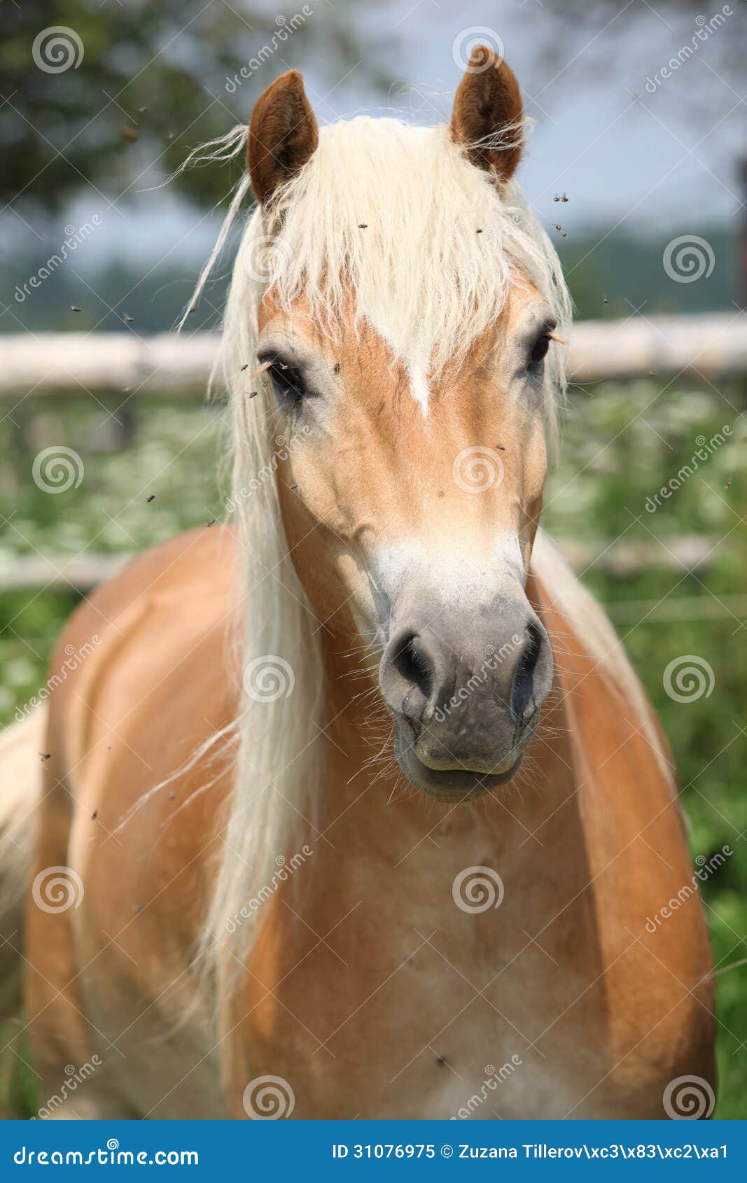 Portrait of Chestnut Haflinger on Pasturage Stock Image - Image of ...