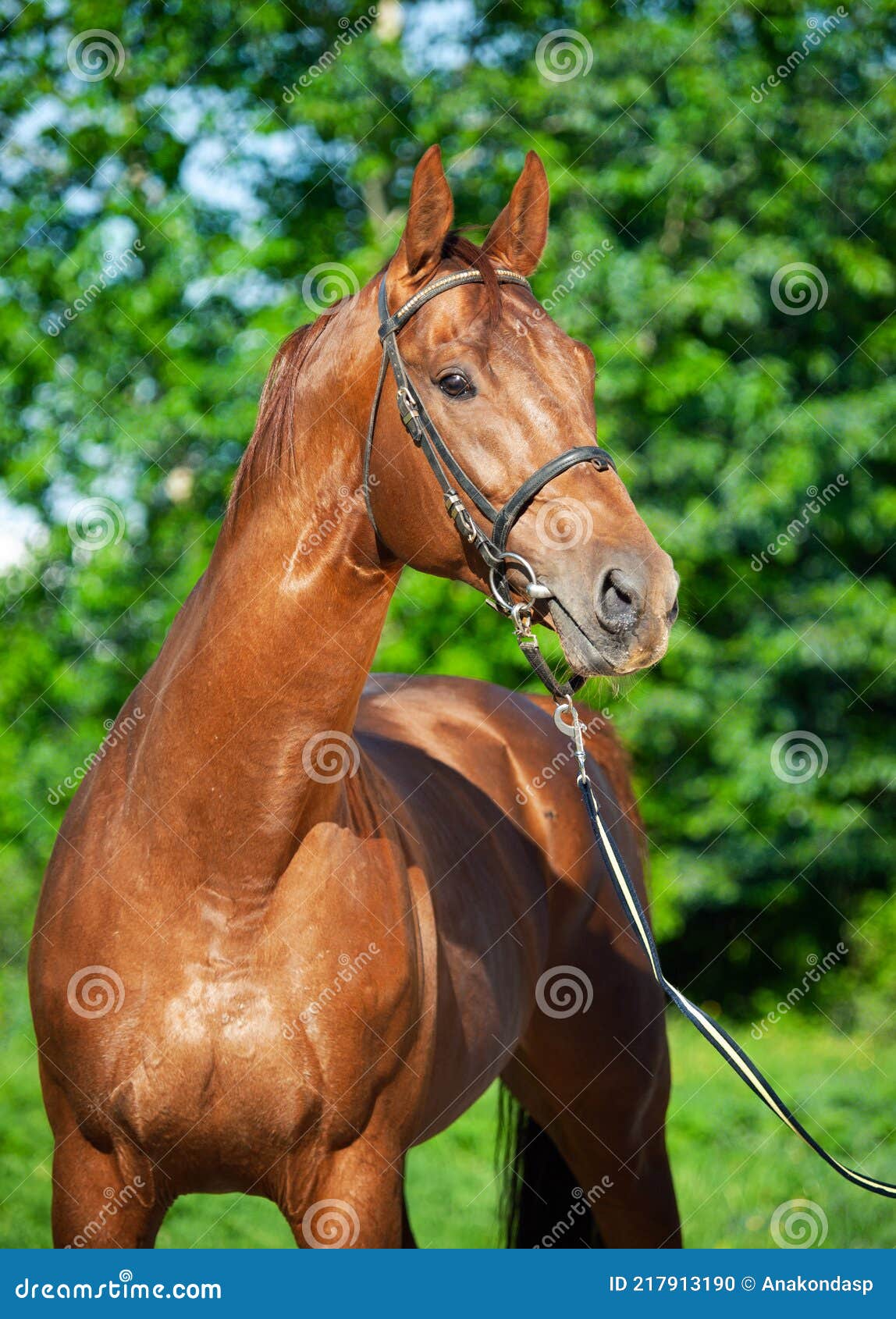 Portrait of Chestnut Holstein Stallion Posing in Garden. Spring Time ...