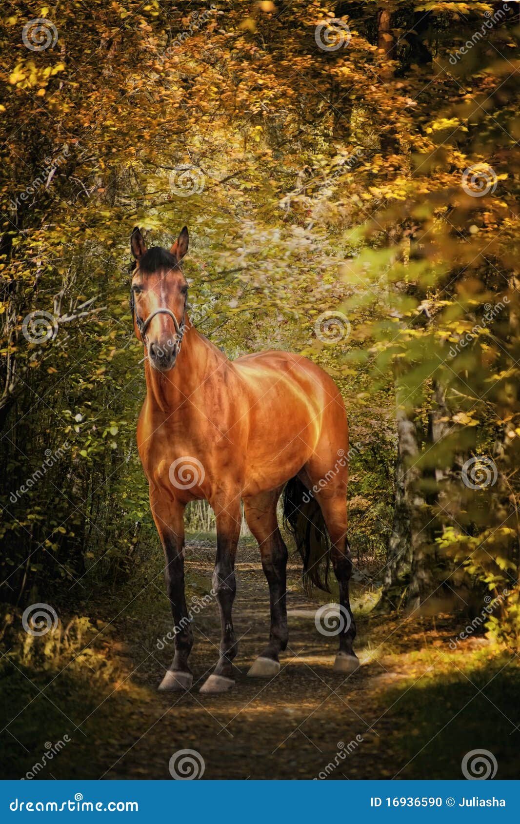 Portrait of chestnut horse stock photo. Image of golden - 16936590