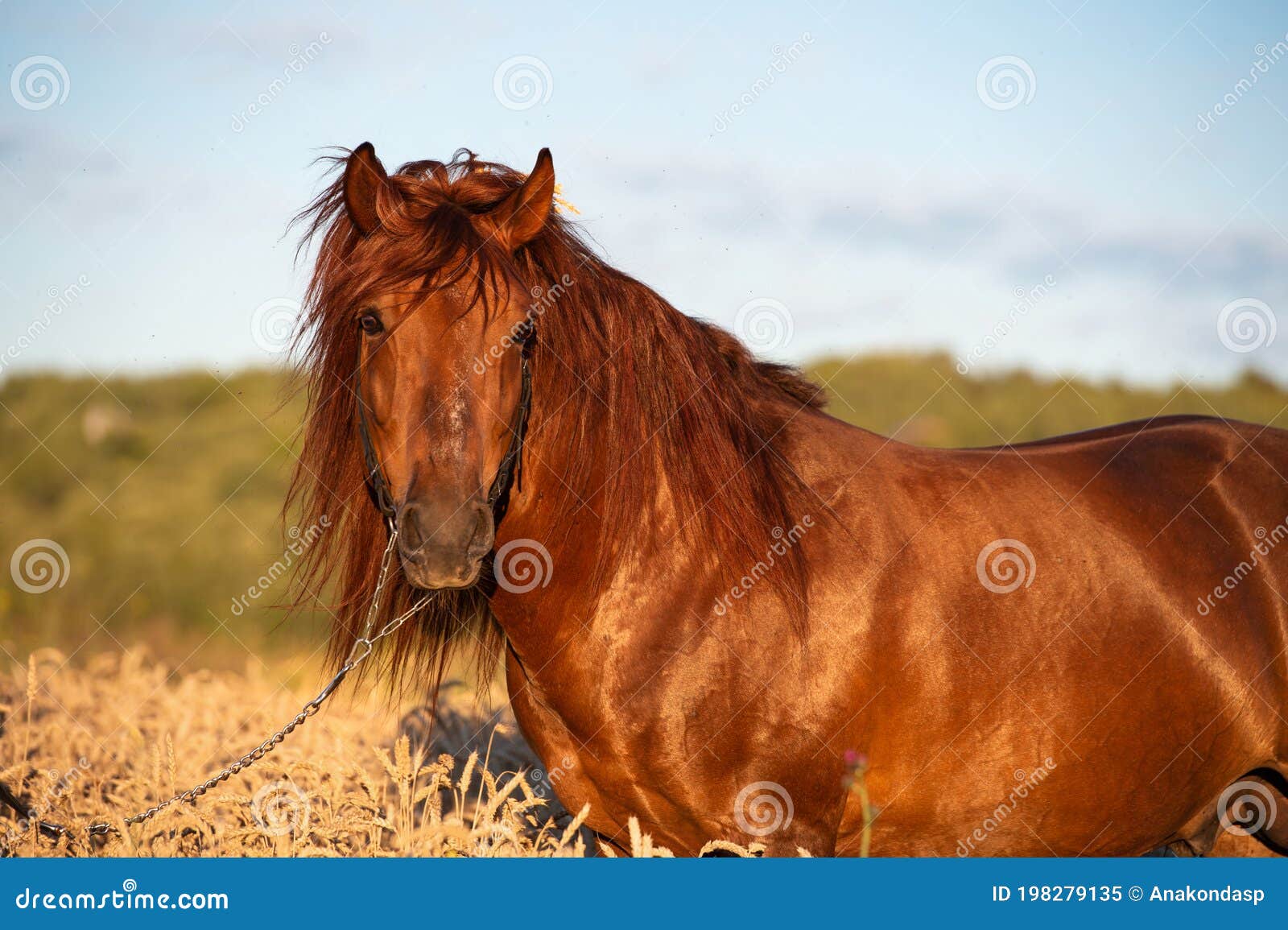 Portrait of Chestnut Stallion at Wheat Field. Summer Stock Image ...
