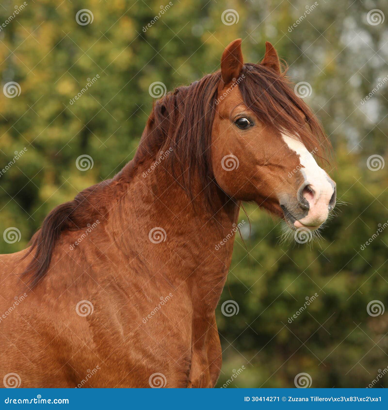 Portrait of Chestnut Welsh Pony Stock Image - Image of inaction, breed ...