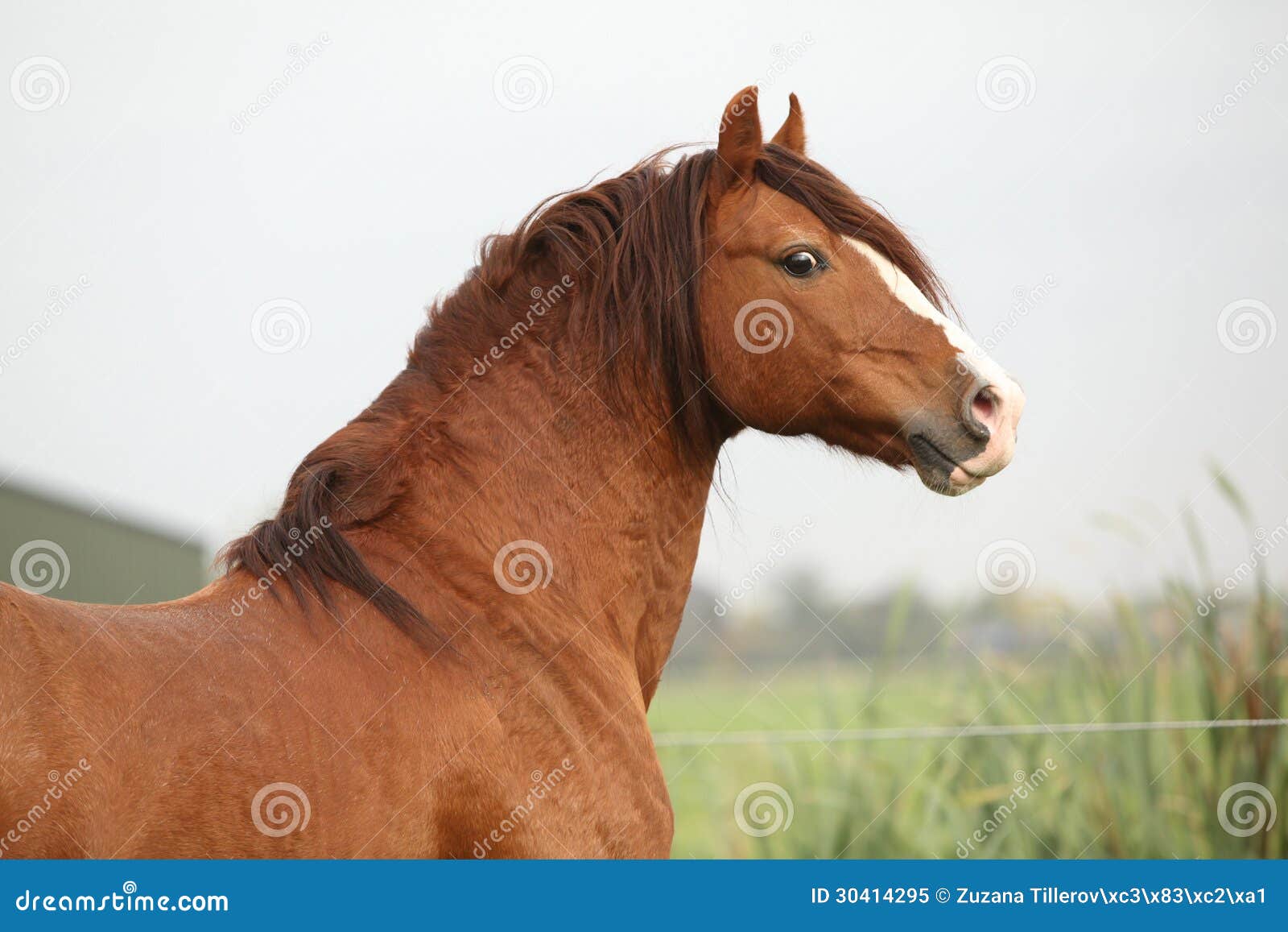 Portrait of Chestnut Welsh Pony Stock Image - Image of breed, peace ...