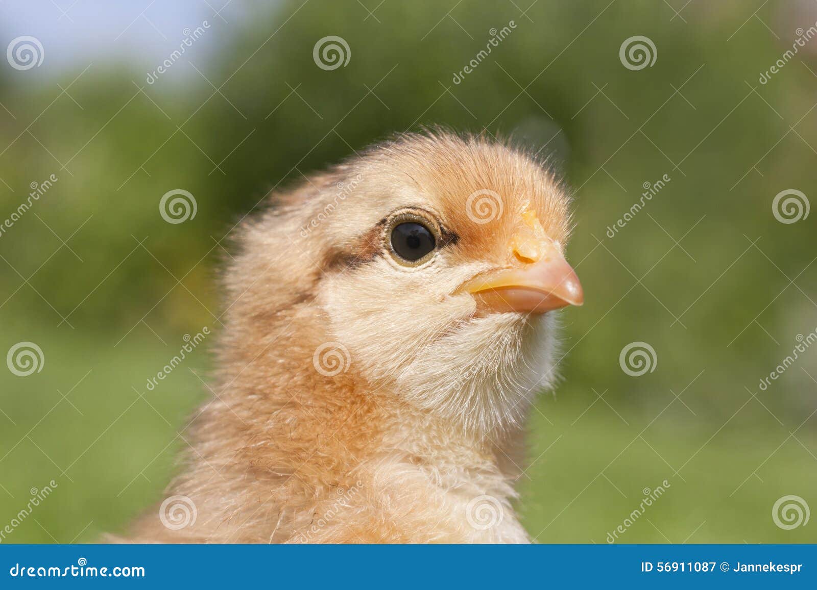 Portrait of a chick stock image. Image of close, poultry - 56911087
