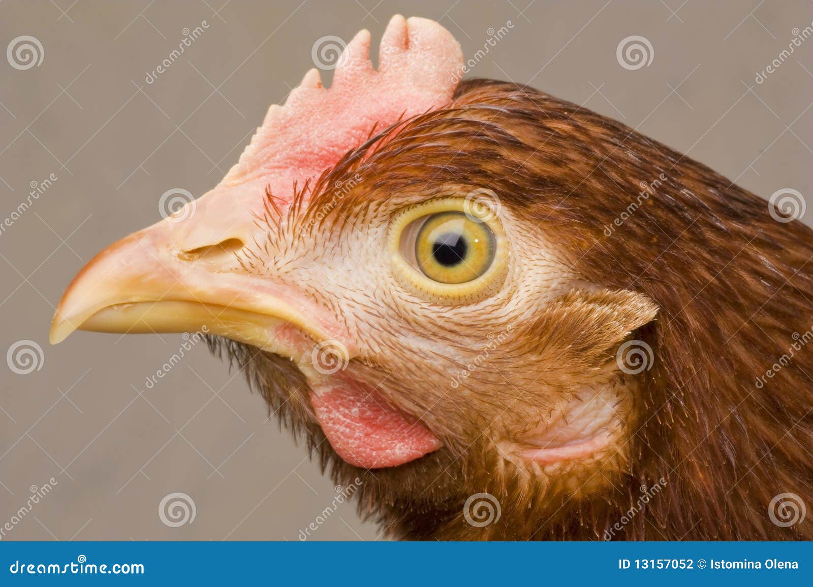 Portrait chicken stock photo. Image of cluck, coop, copy - 13157052