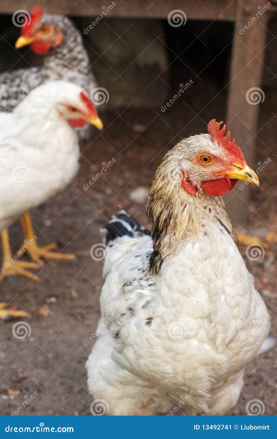 Portrait of chicken stock image. Image of farmyard, tail - 13492741