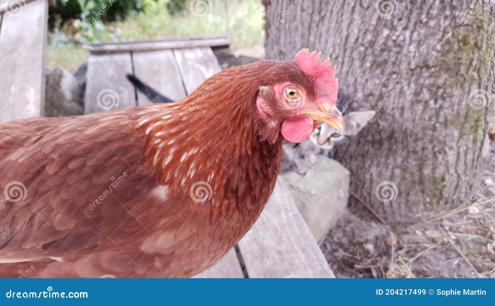 Portrait of chicken stock image. Image of bird, wing - 204217499