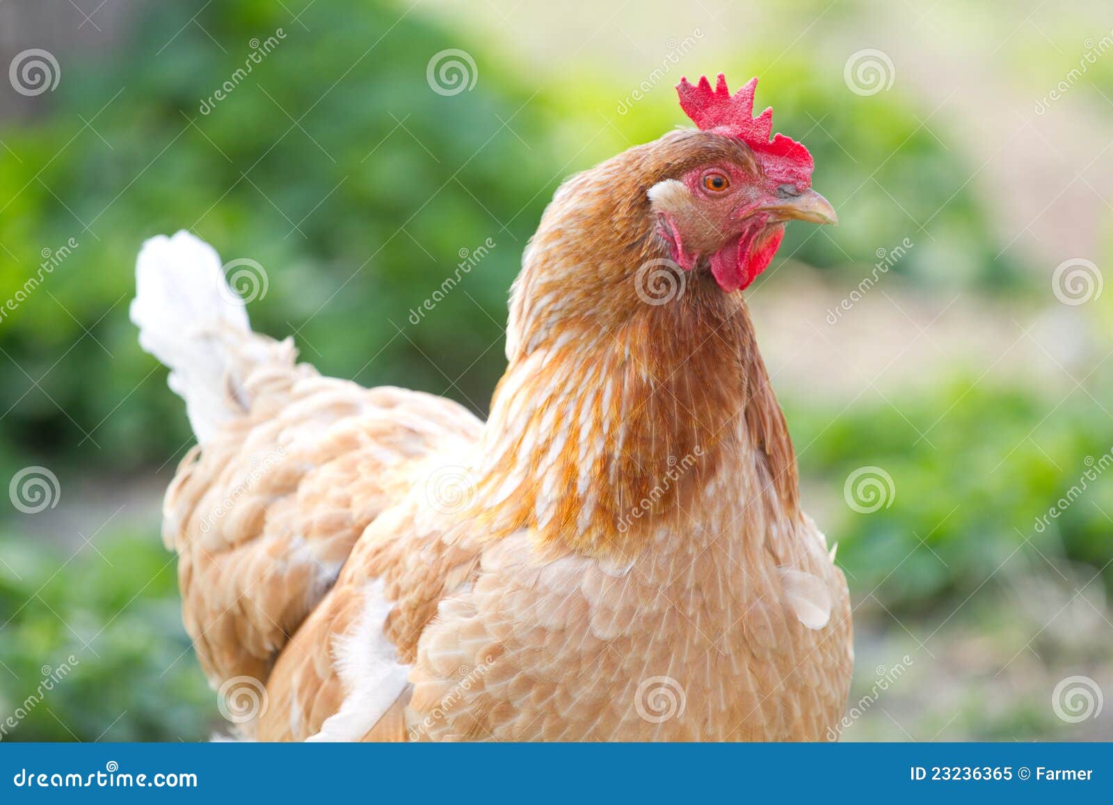 Portrait chicken stock image. Image of food, head, bird - 23236365