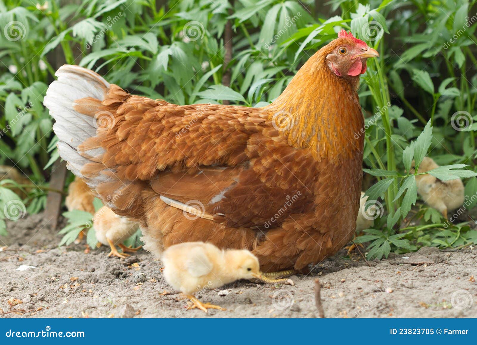 Portrait chicken stock image. Image of baby, nature, domestic - 23823705