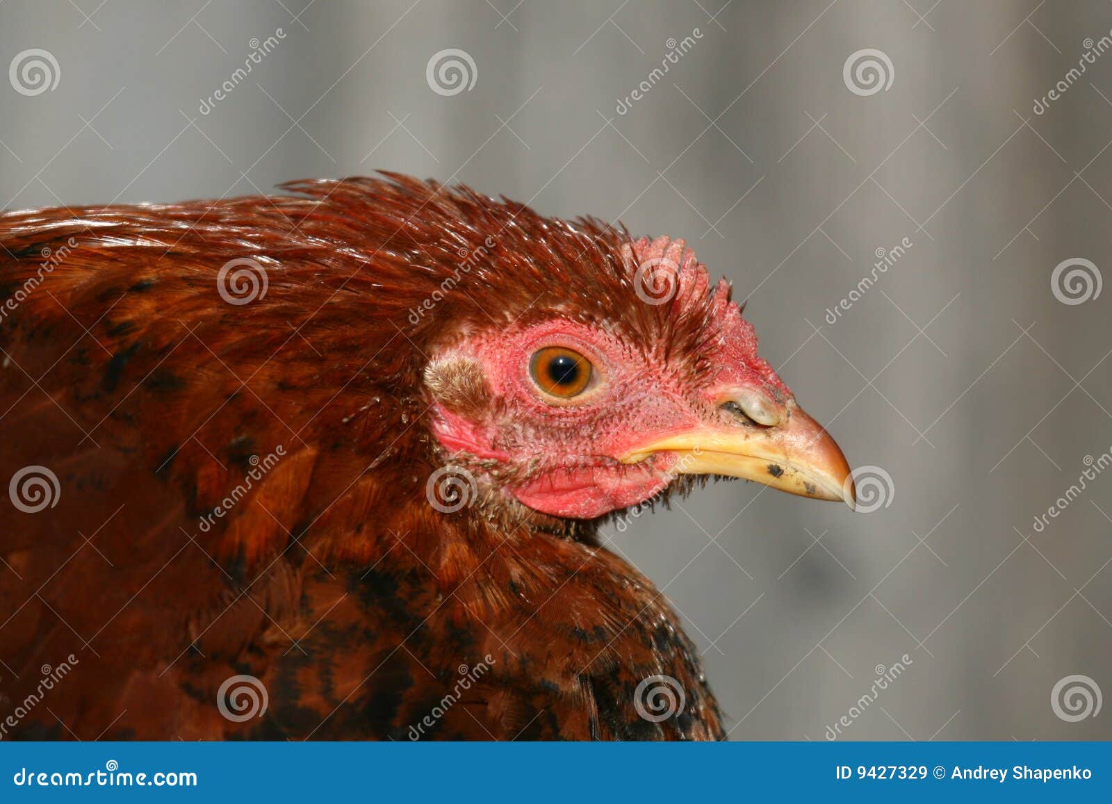Portrait of a chicken stock image. Image of profile, face - 9427329