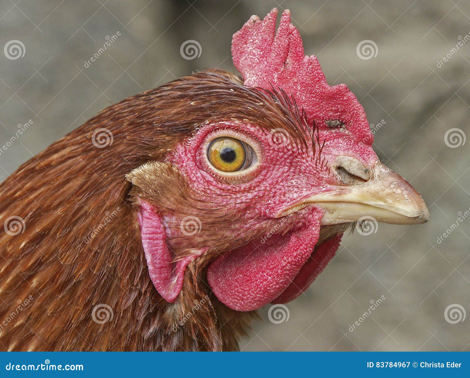 Portrait of a chicken stock image. Image of agriculture - 83784967