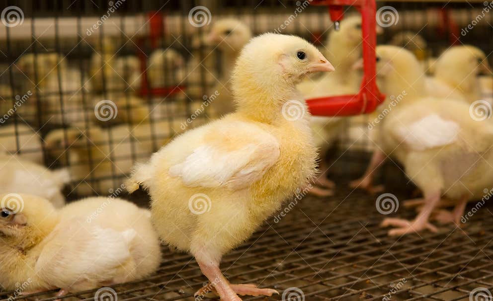 Portrait of Chicken Broilers Stock Photo - Image of agriculture, grow ...
