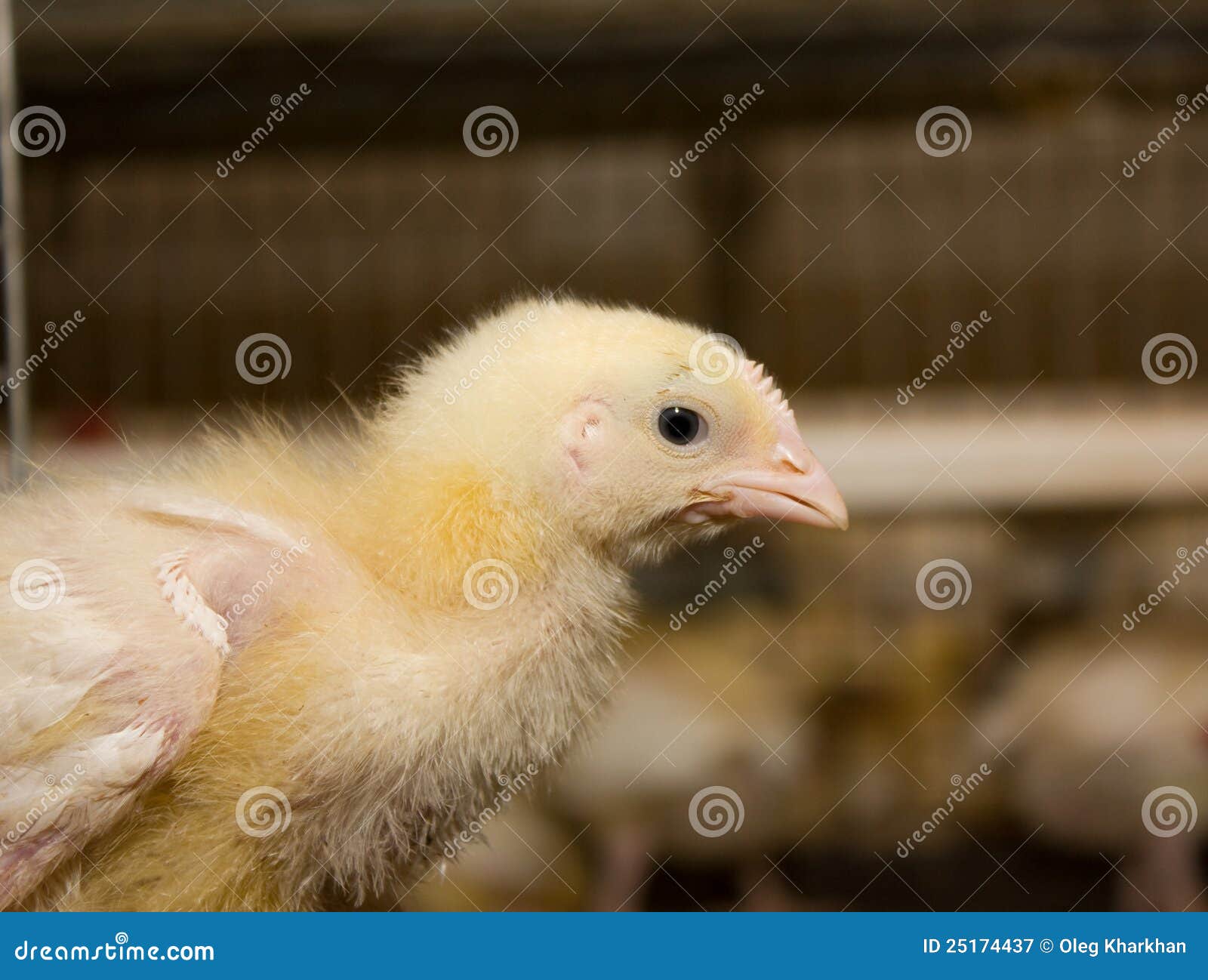 Portrait of Chicken Broilers Stock Image - Image of cage, white: 25174437