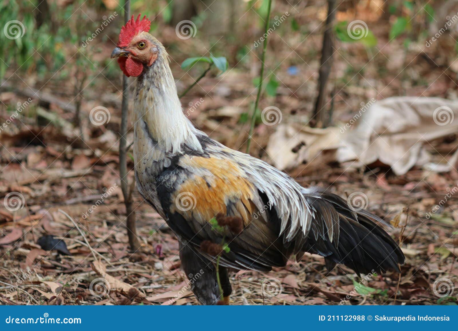 Portrait of a chicken face stock photo. Image of cool - 211122988