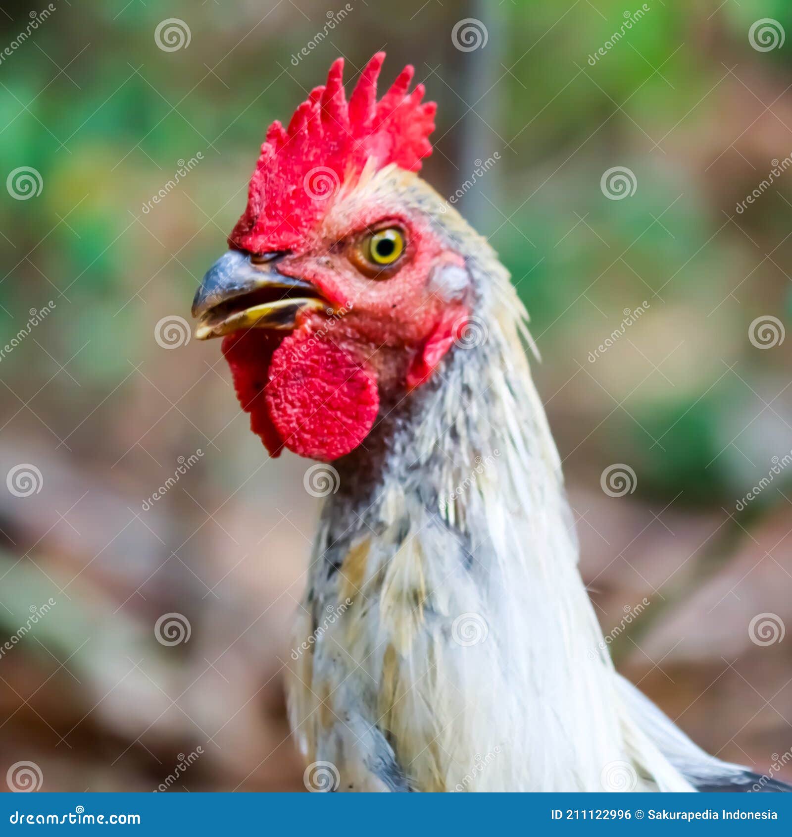 Portrait of a chicken face stock photo. Image of borobudur - 211122996