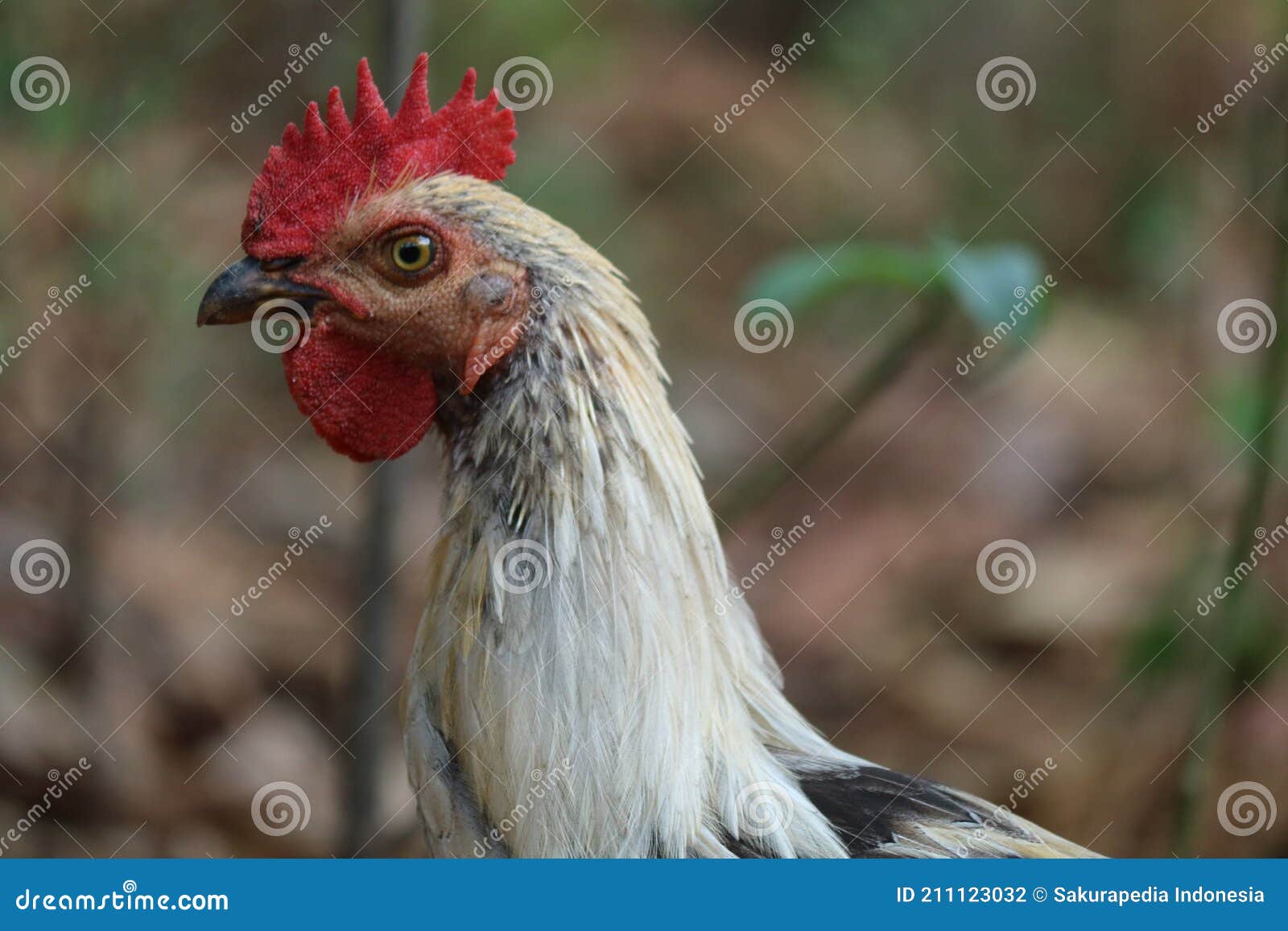 Portrait of a chicken face stock photo. Image of indonesia - 211123032