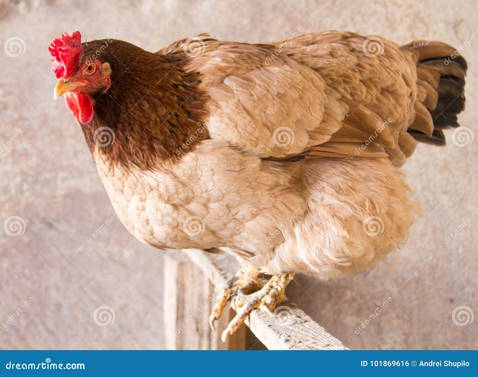 Portrait of a chicken farm stock photo. Image of horizontal - 101869616