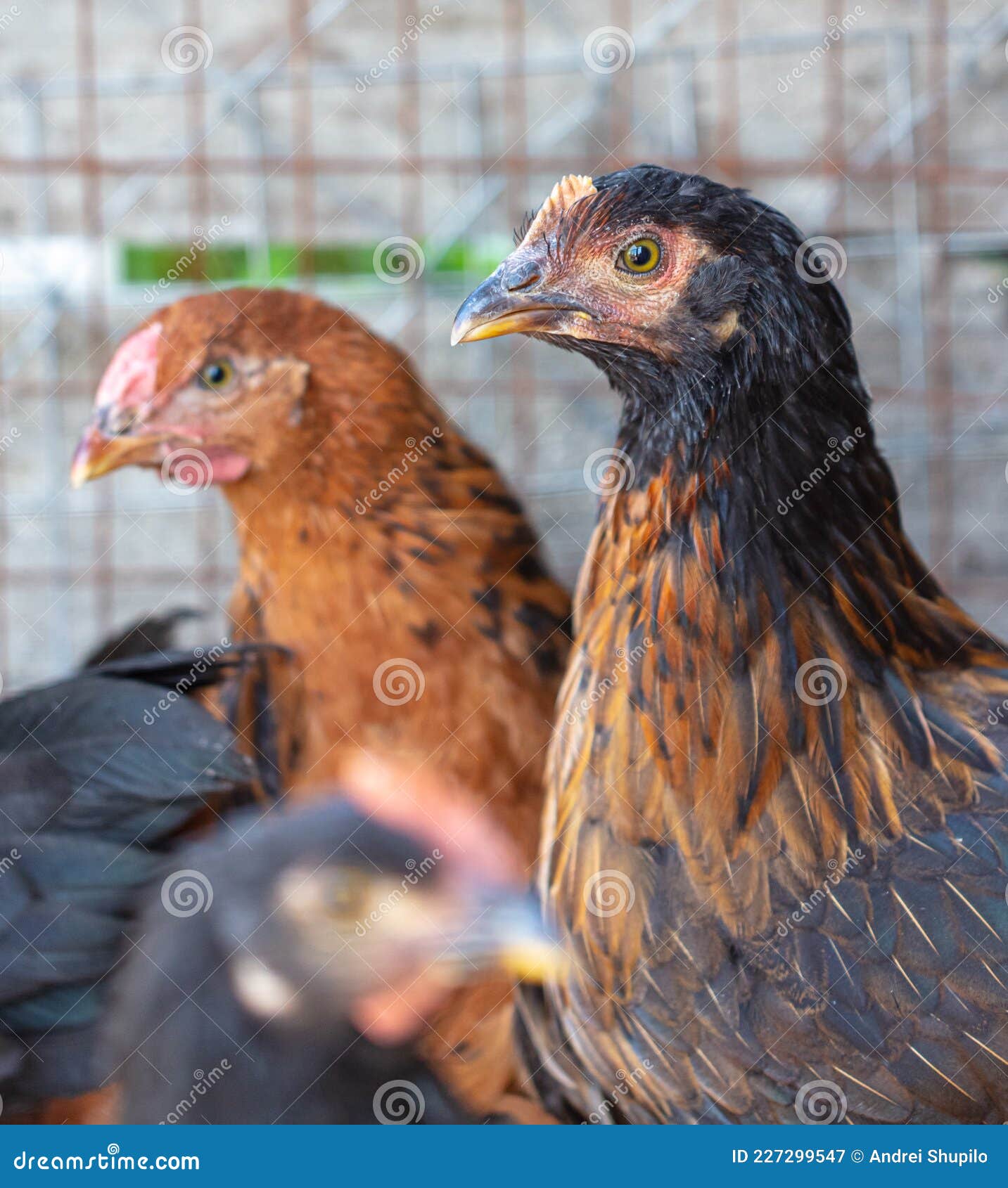Portrait of a Chicken on Farm. Stock Image - Image of grass, chick ...
