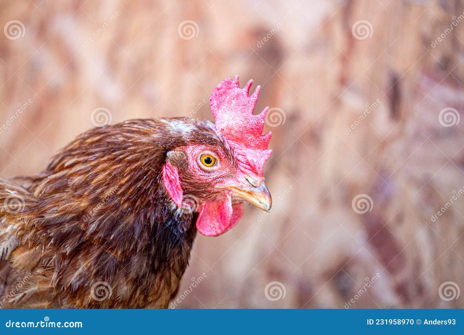 Chicken portrait stock photo. Image of farm, agricultural - 231958970