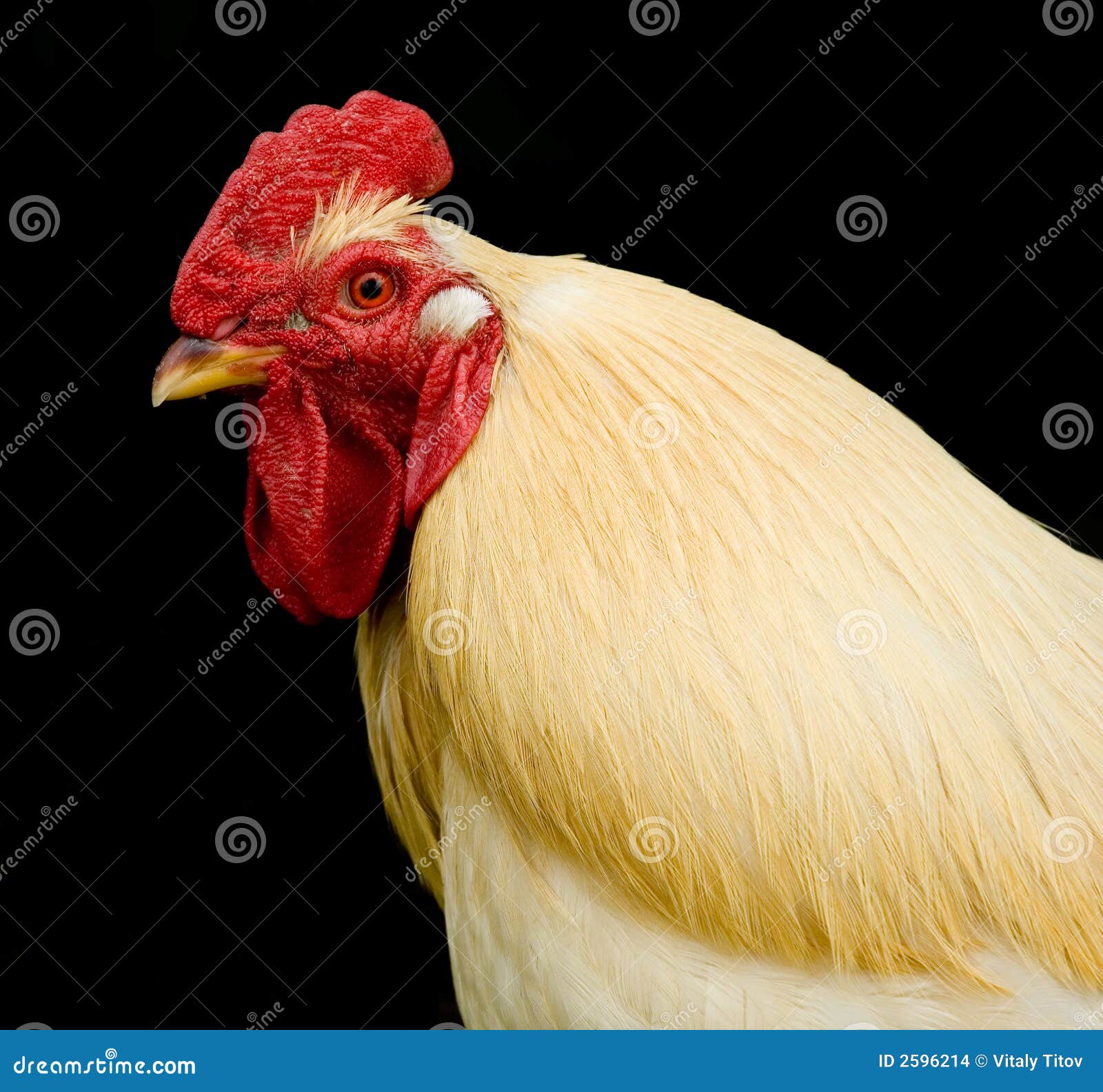 Portrait of chicken hen stock photo. Image of looks, animal - 2596214