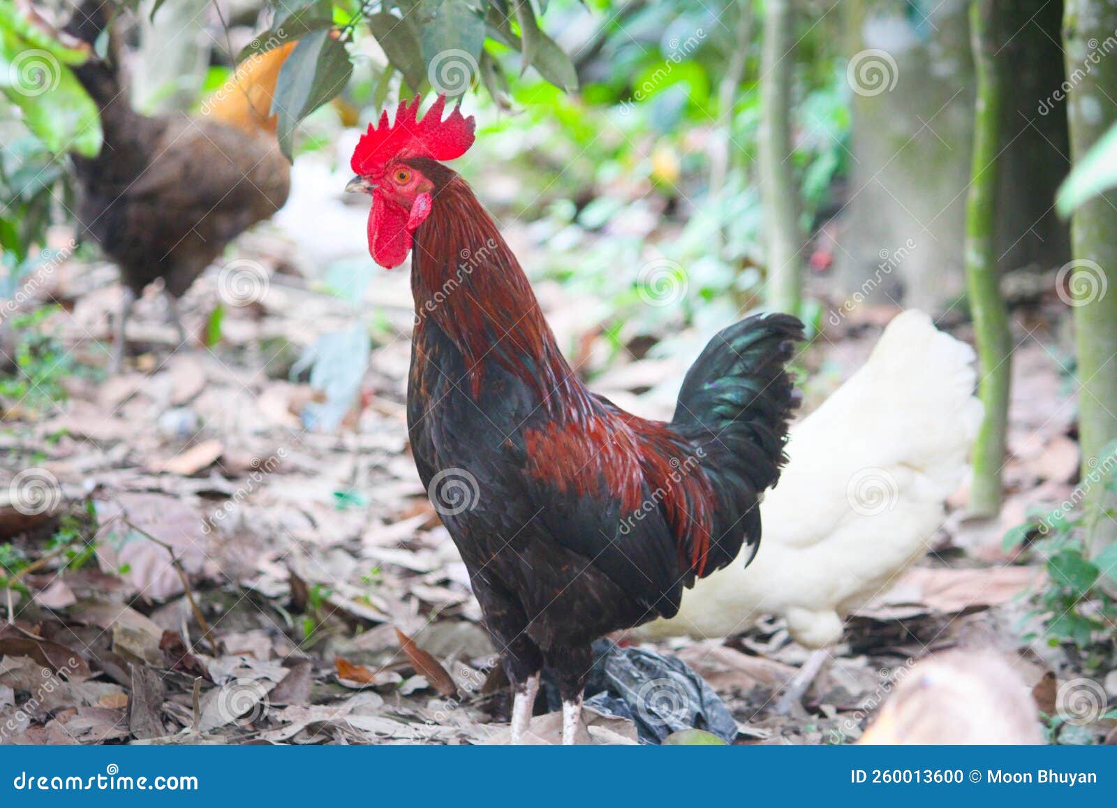 Portrait of chicken stock photo. Image of ducks, poultry - 260013600