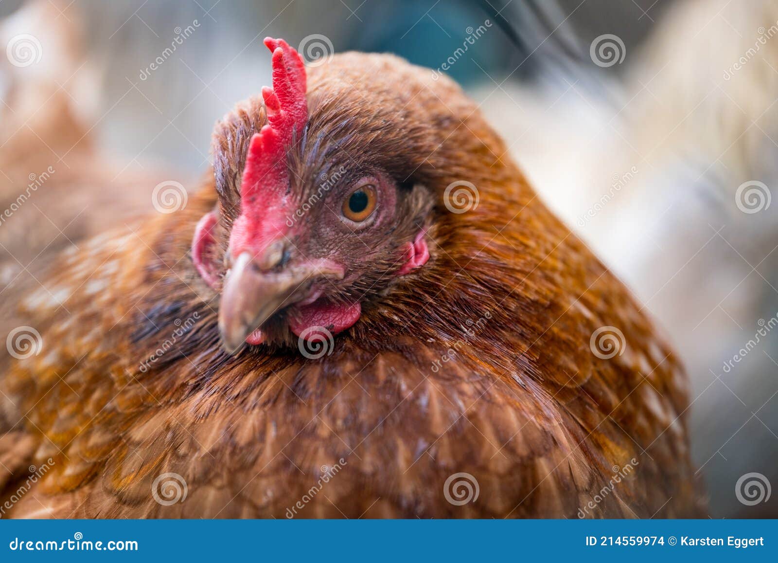 Portrait of a Chicken Looking into the Camera Stock Photo - Image of ...