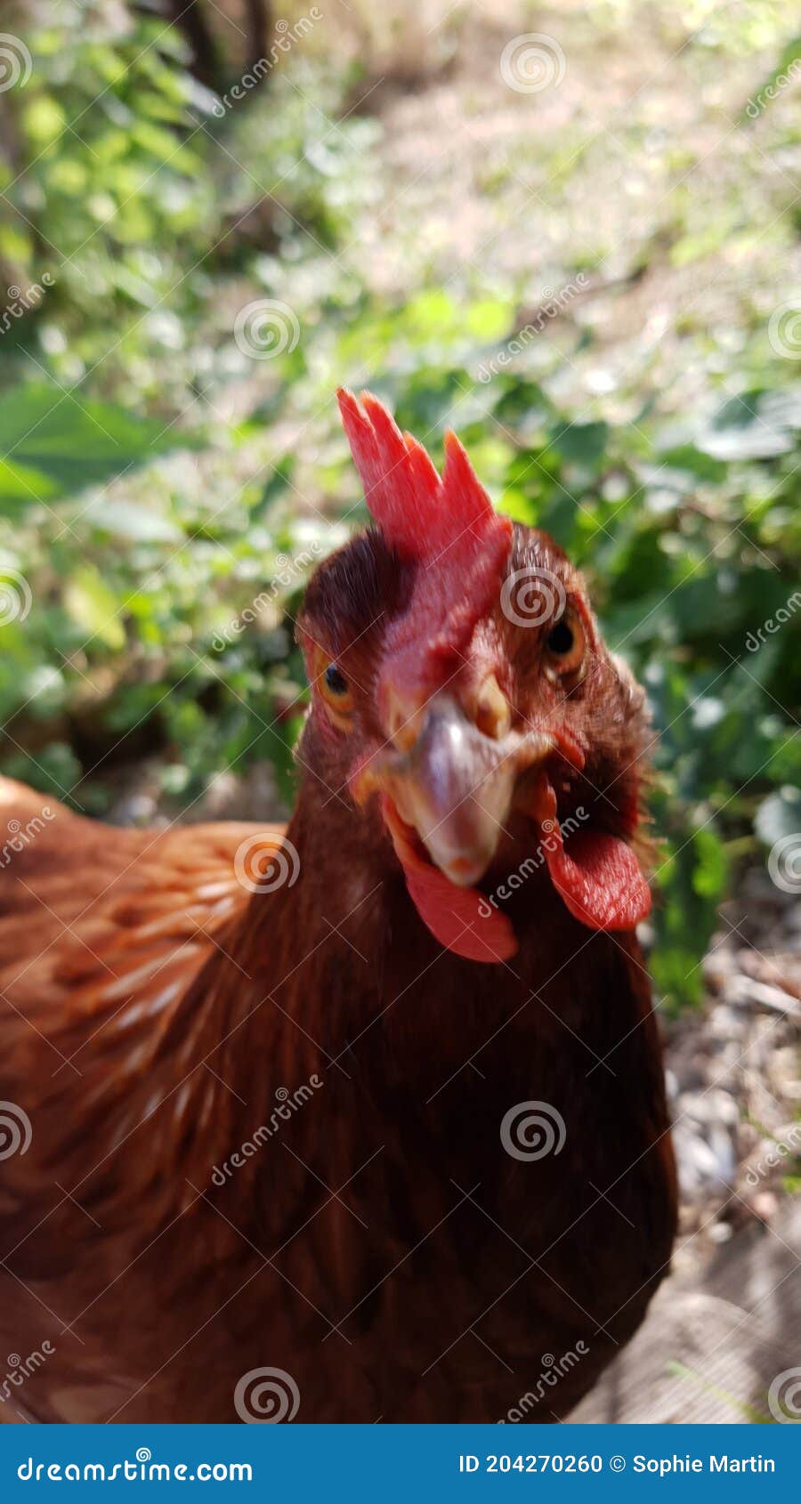 Portrait of chicken stock photo. Image of leaf, chicken - 204270260