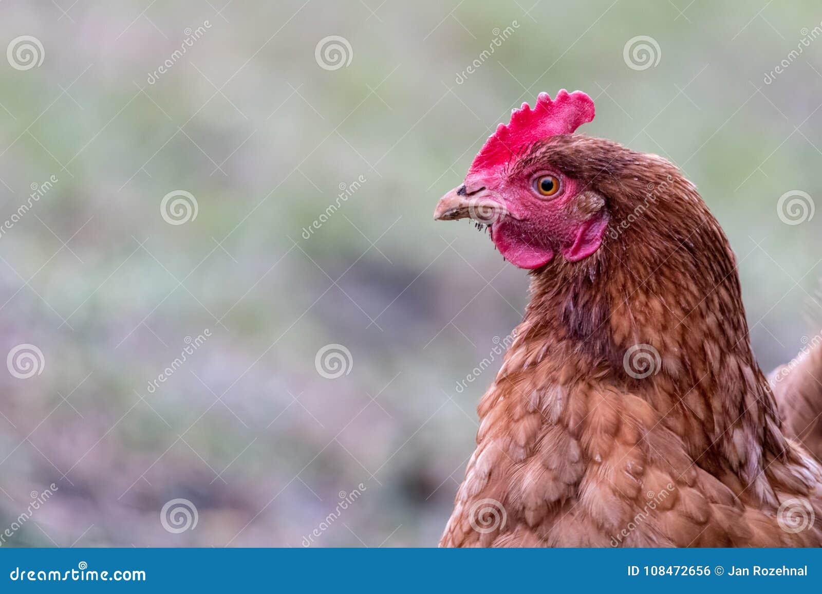 Chicken Profile With Black Feathers And Bright Read Comb With Green ...