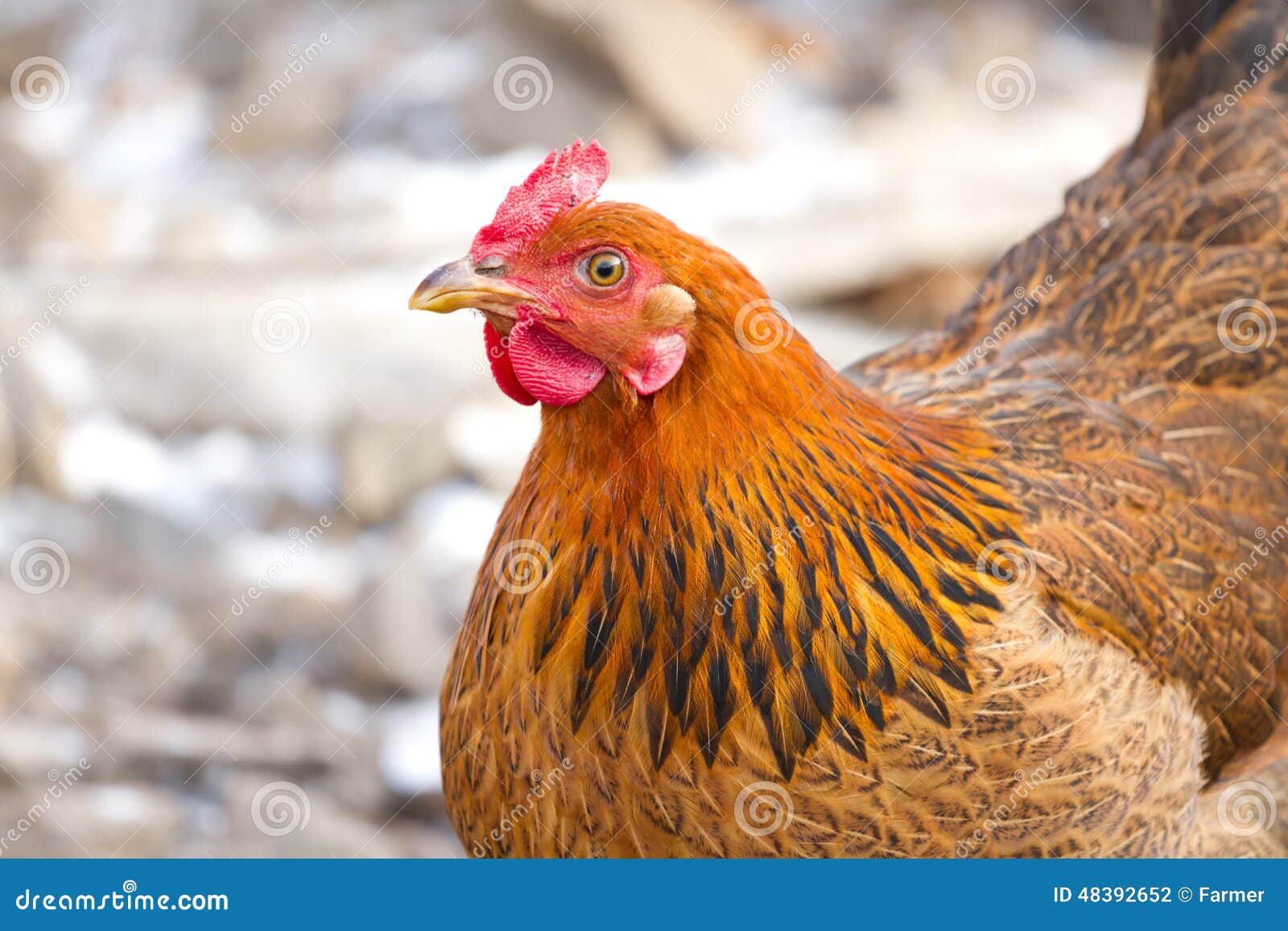 Portrait chicken stock photo. Image of fowl, chicken - 48392652