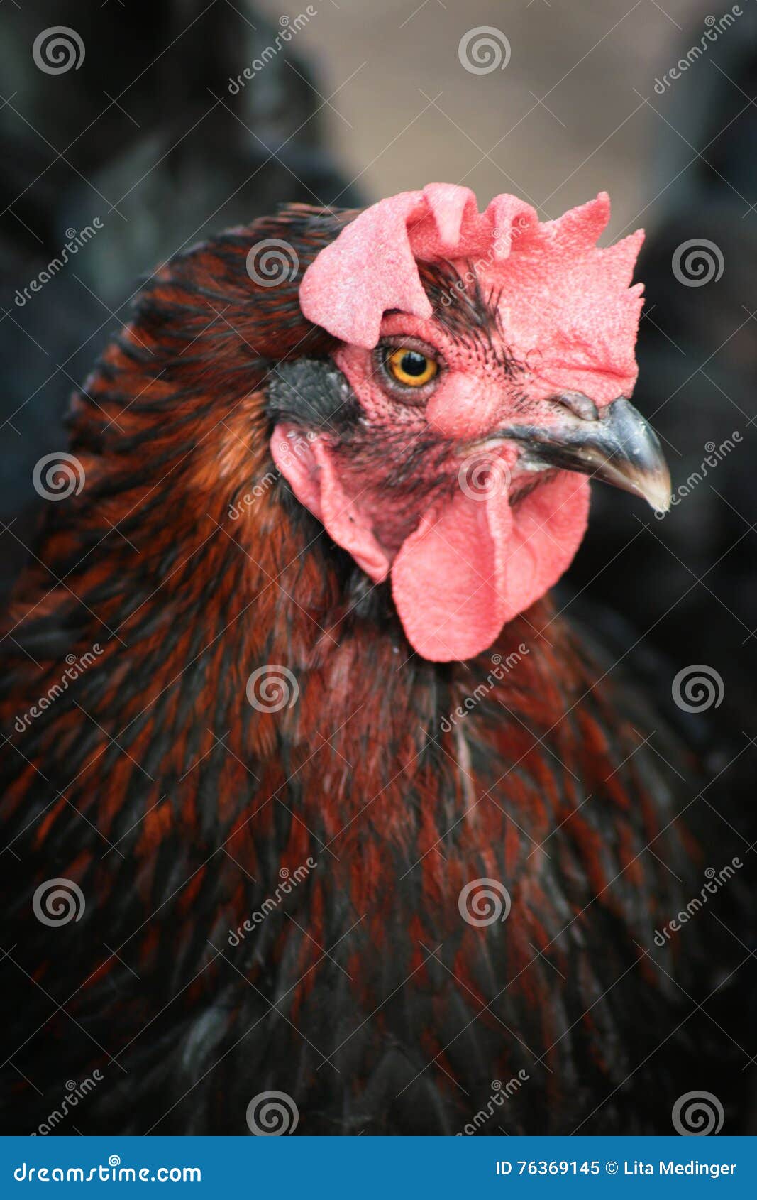 Portrait of Chicken stock image. Image of meat, farm - 76369145