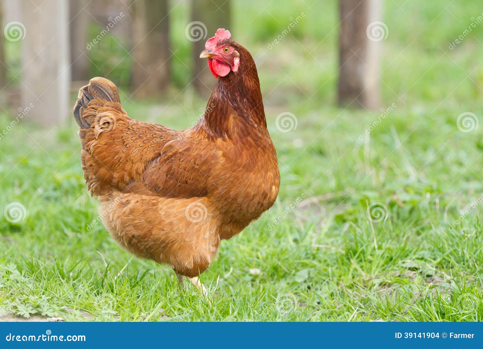 Portrait chicken stock photo. Image of looking, food - 39141904