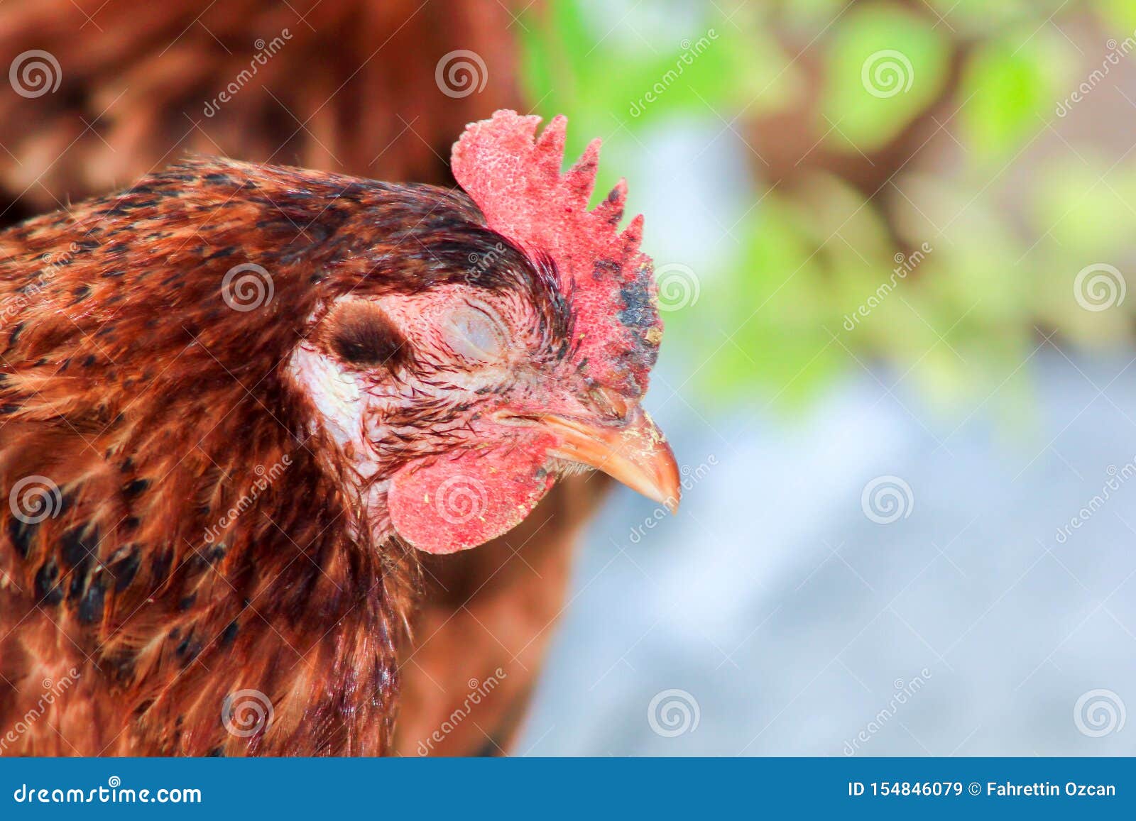 A Portrait of a Chicken Sleeping Stock Image - Image of animal ...