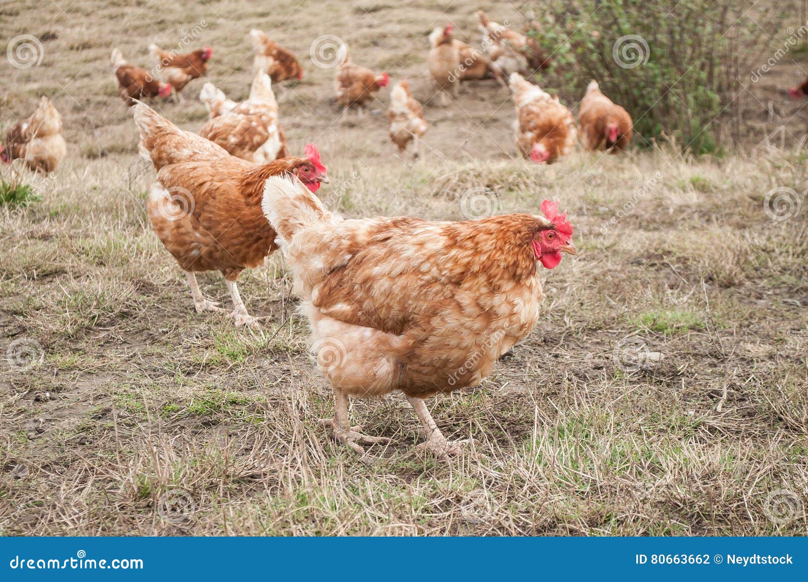 Portrait of Chicken in a Traditional Free Range Poultry Farming Stock ...