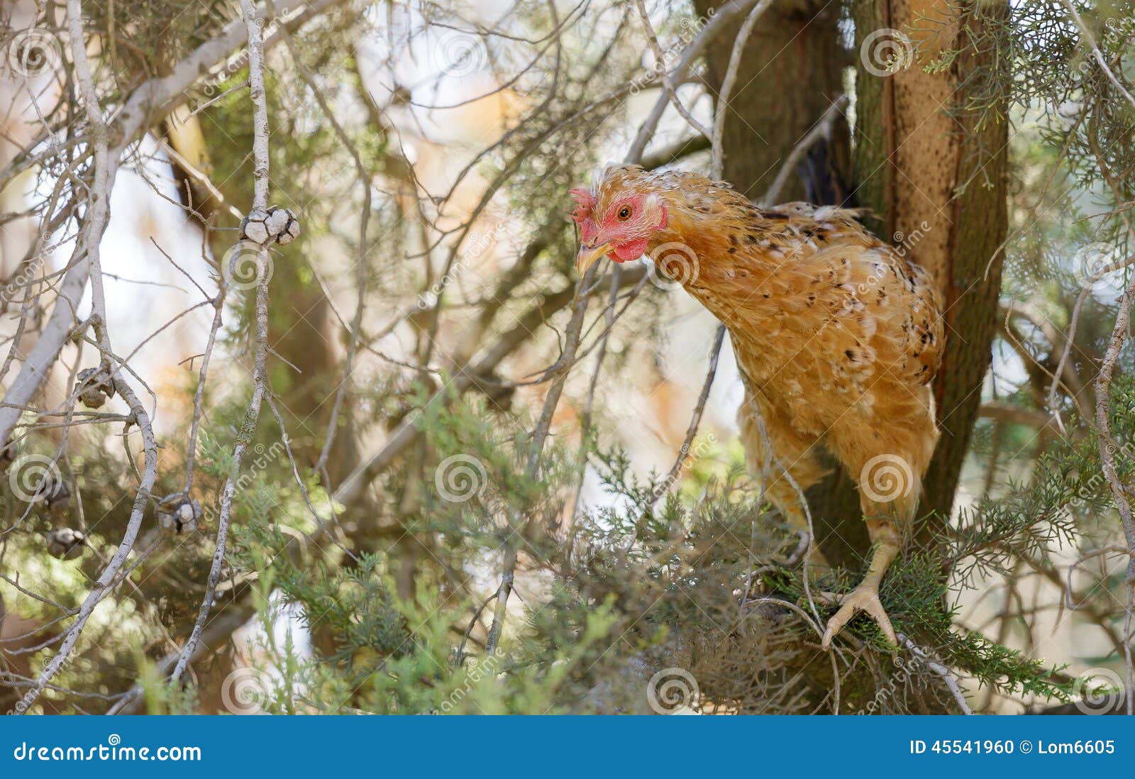 Portrait of a chicken stock photo. Image of poultry, outdoor - 45541960