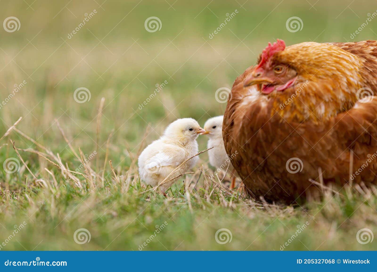 Portrait of Chickens in a Field Stock Photo - Image of animal, field ...